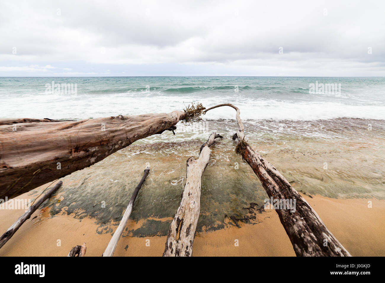 Fallen tree branches in beach Costa Rica Stock Photo - Alamy