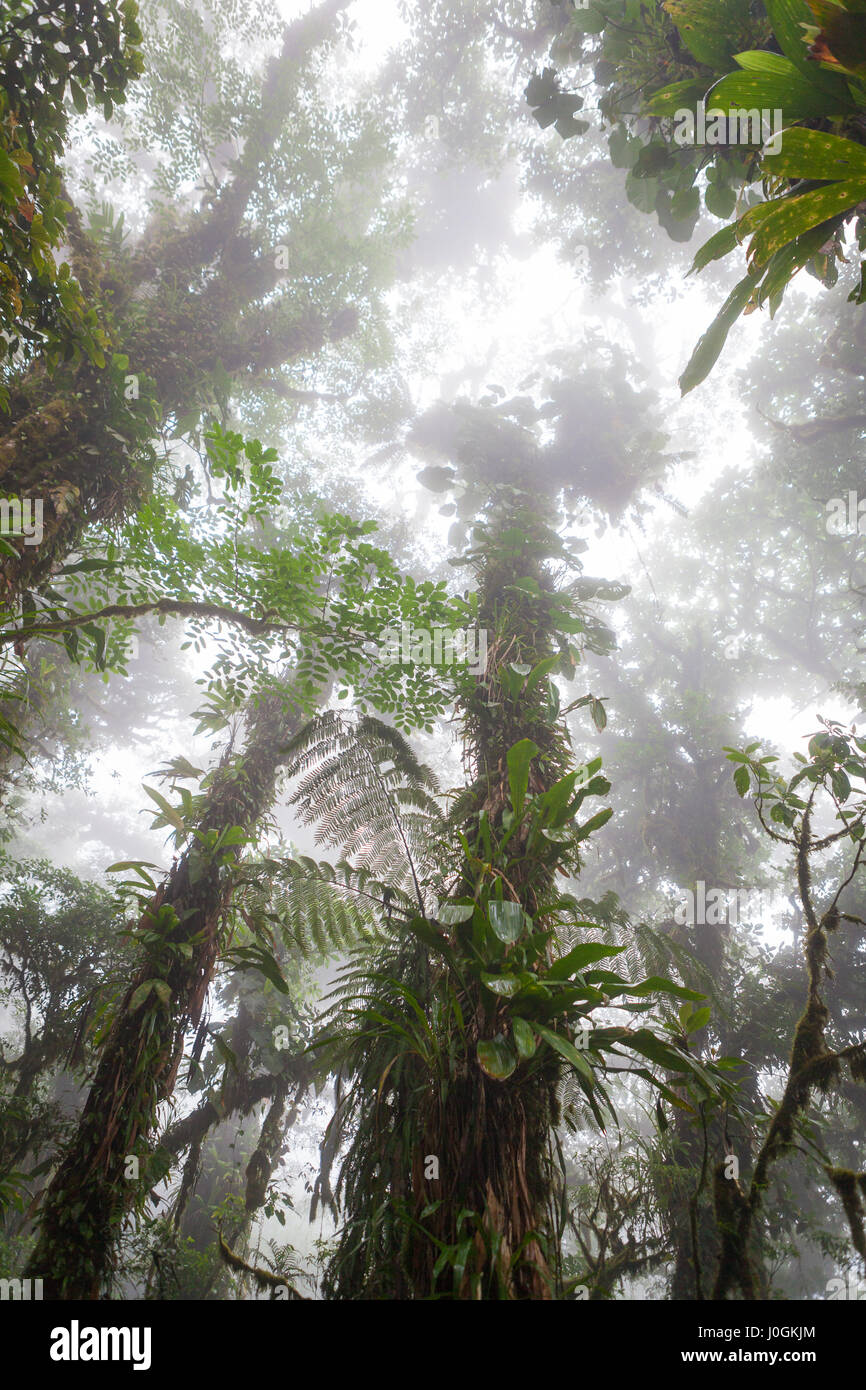 Looking up in foggy rainforest Costa Rica Stock Photo - Alamy