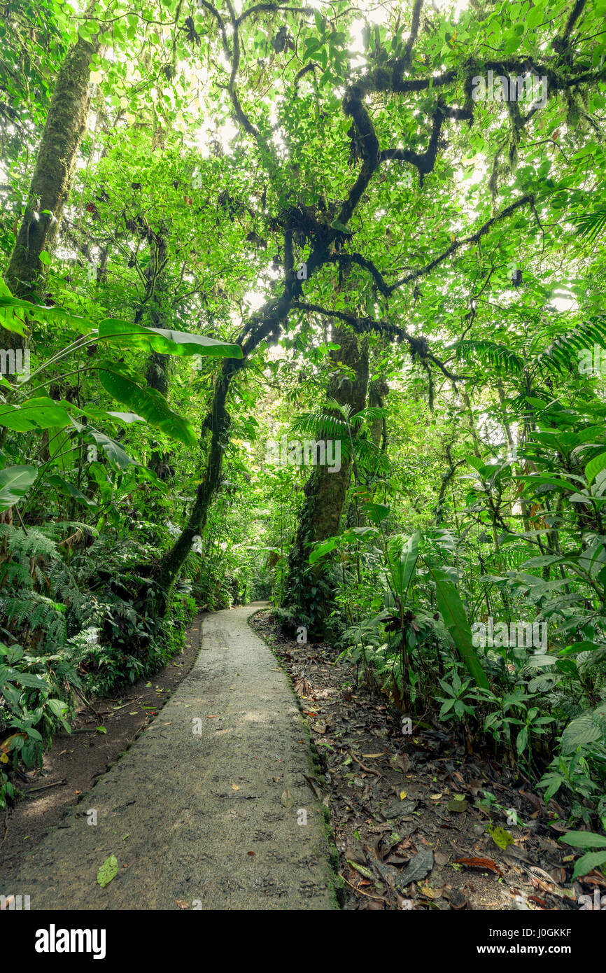 Stone path in Monteverde cloud forest Costa Rica Stock Photo - Alamy