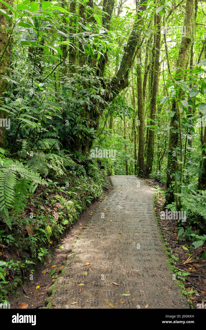 Stone path in Monteverde cloud forest Costa Rica Stock Photo - Alamy