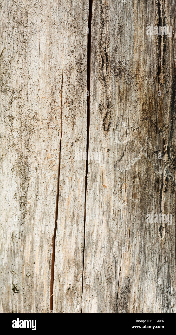 Grey tree texture background Stock Photo - Alamy