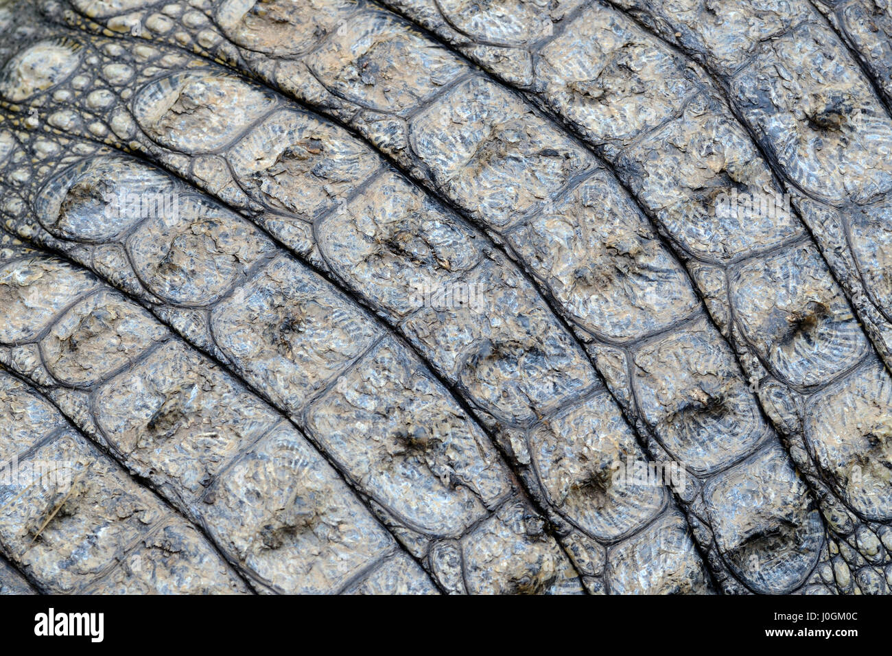 Fragment of crocodile skin for background Stock Photo - Alamy