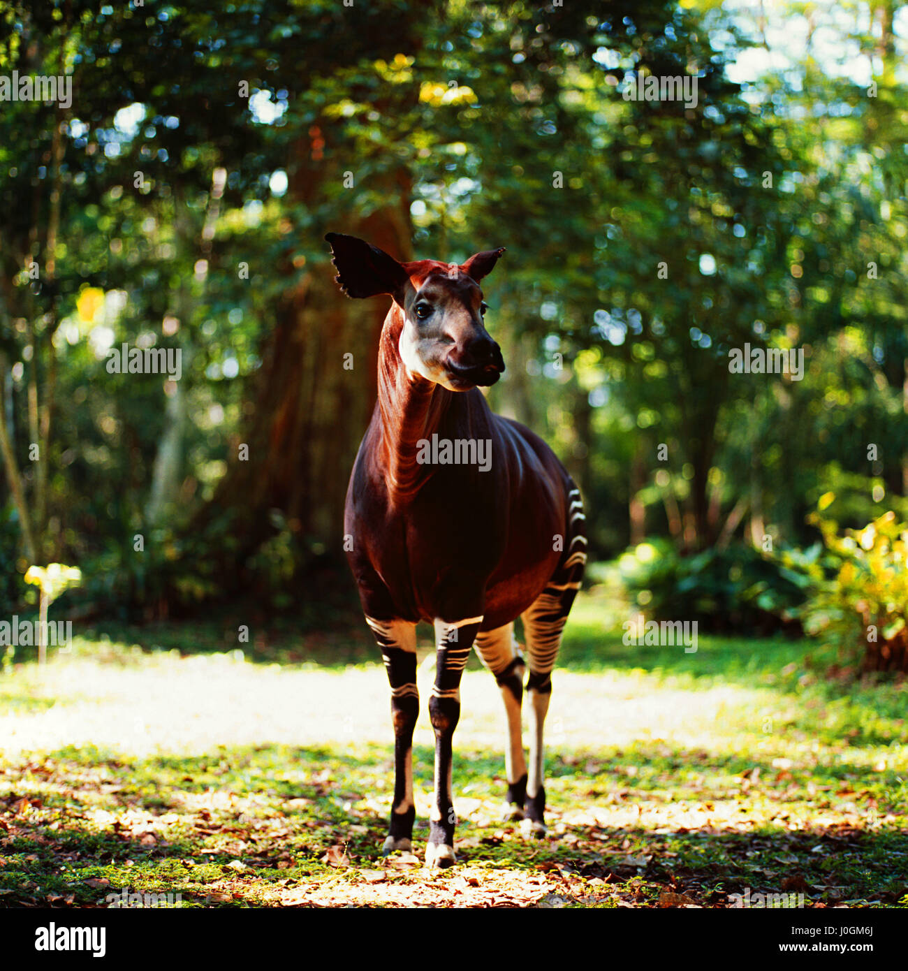 Seldom tree hi-res stock photography and images - Alamy