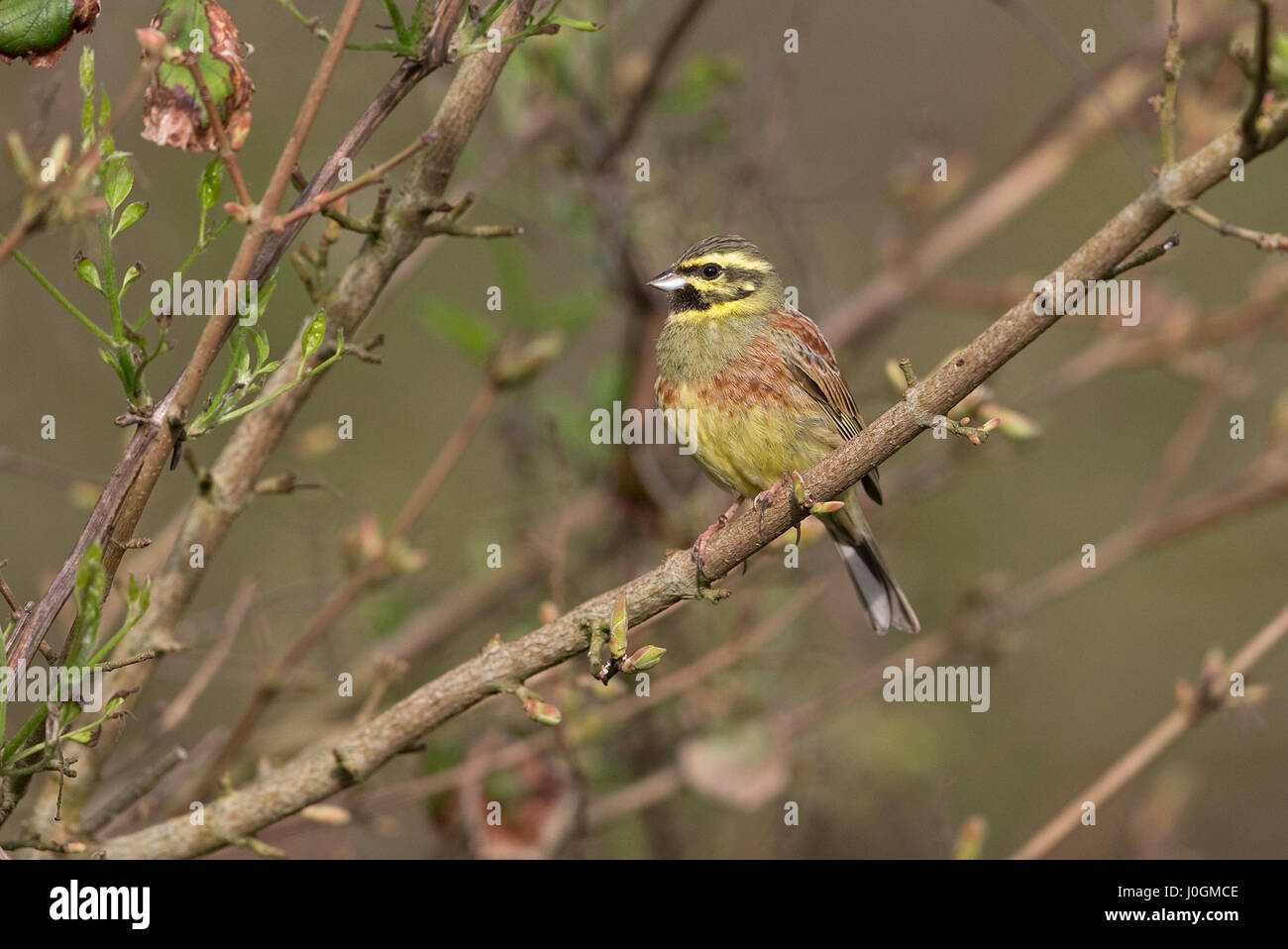 Cirl Bunting (Emberiza cirlus Stock Photo - Alamy