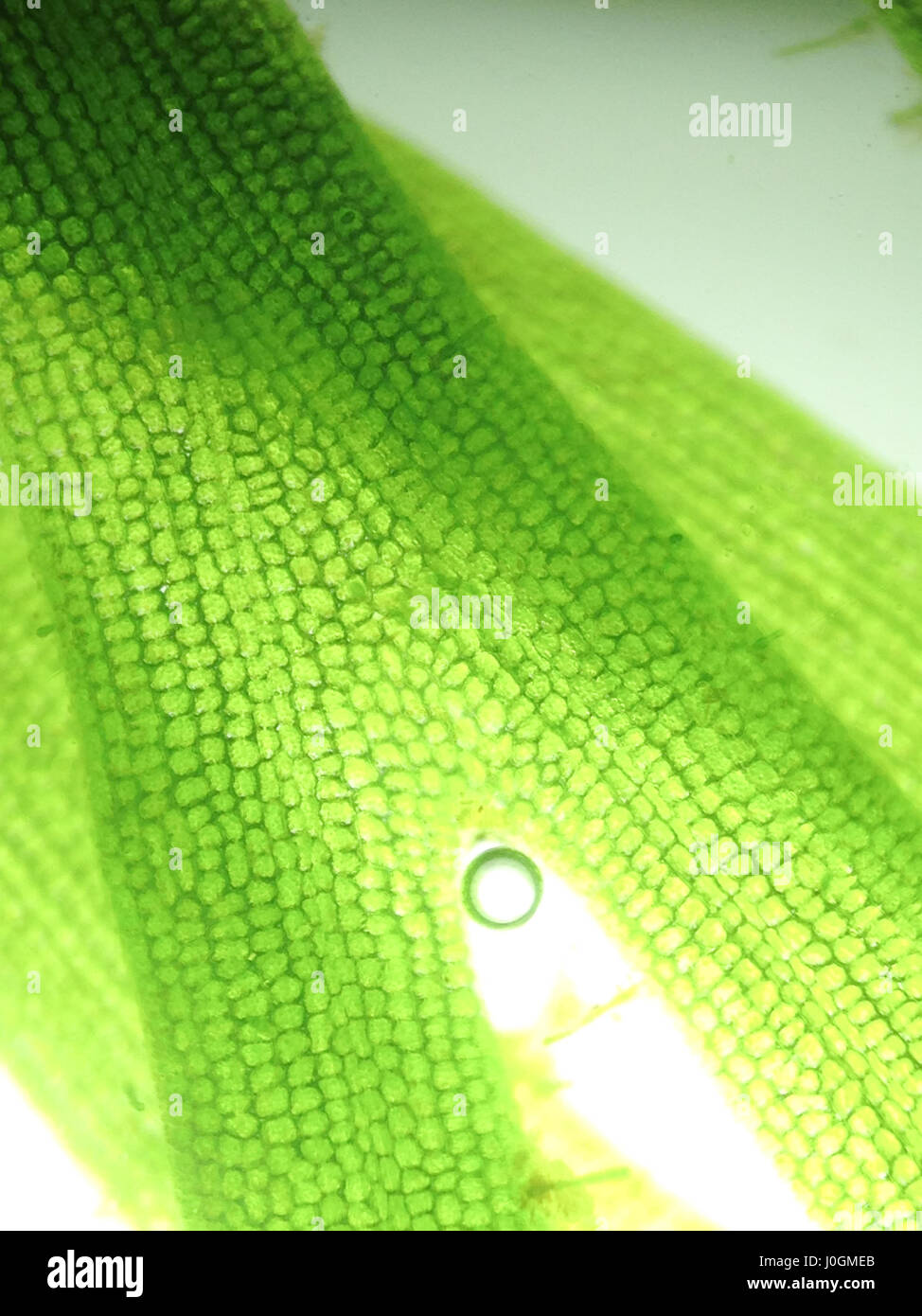 Beautiful zoom microorganism algae cell Stock Photo - Alamy