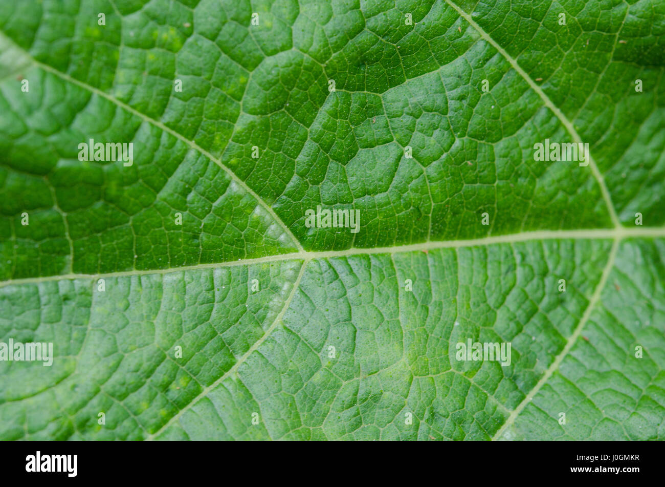 Abstract green leaf texture for background Stock Photo - Alamy