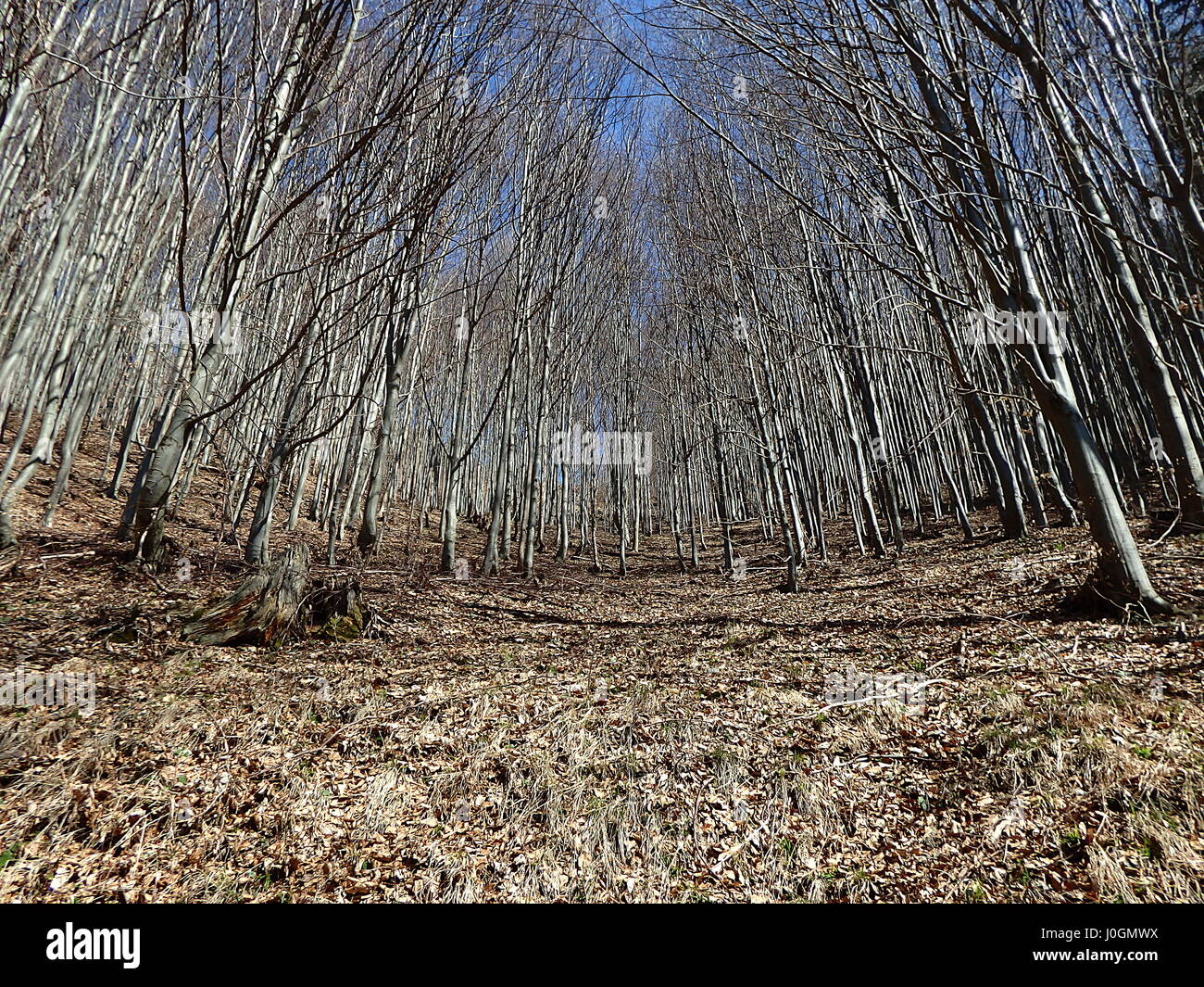 Beech Forest in spring Stock Photo - Alamy