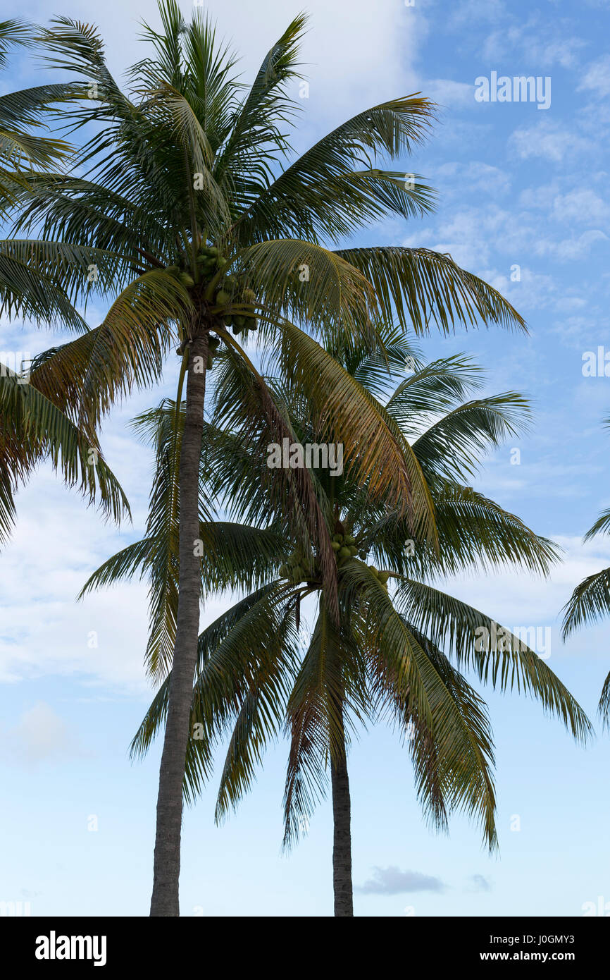 Palm Tress in Miami City in front of Blue Sky with some white Clouds ...