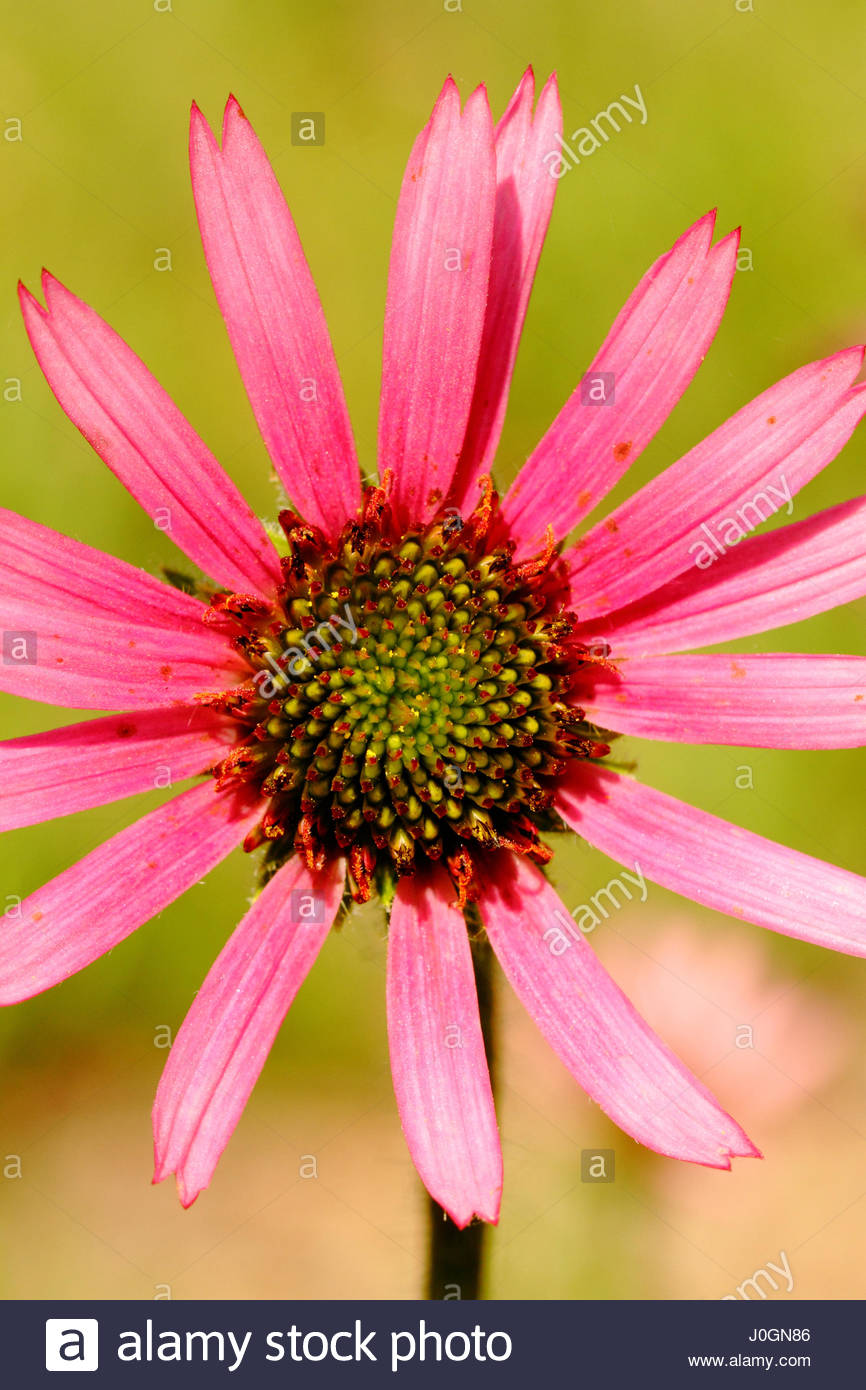 Tennessee Coneflower Echinacea Tennesseensis Stock Photos & Tennessee ...