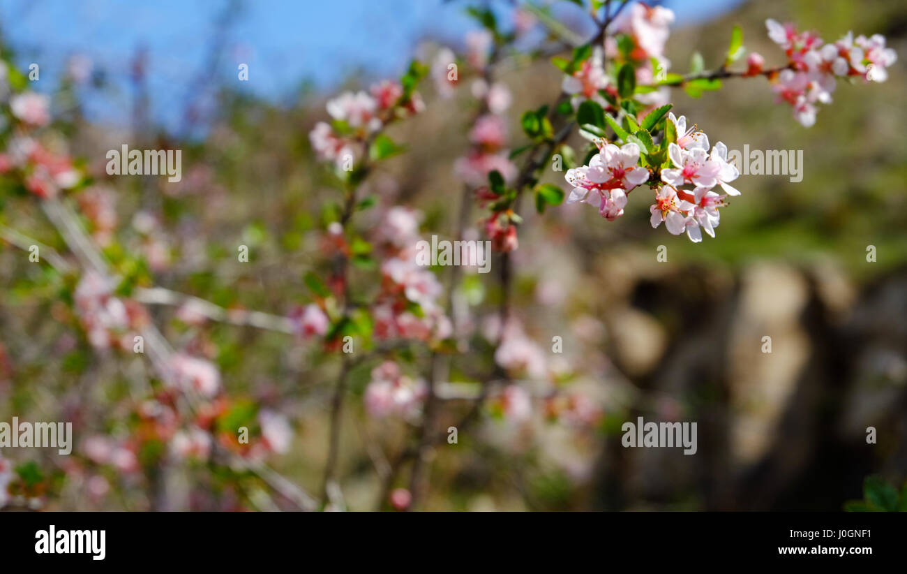 New life in Spring Stock Photo - Alamy