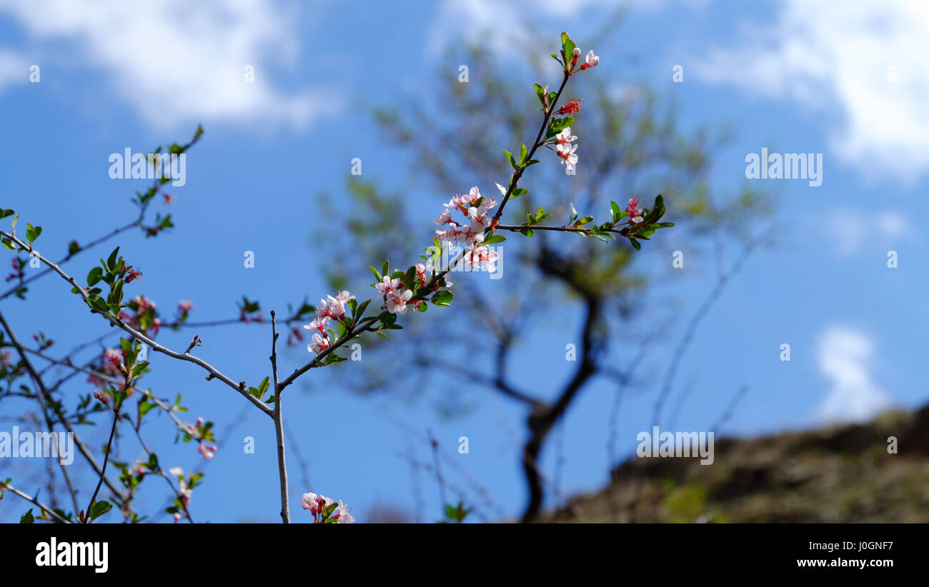 New life in Spring Stock Photo - Alamy