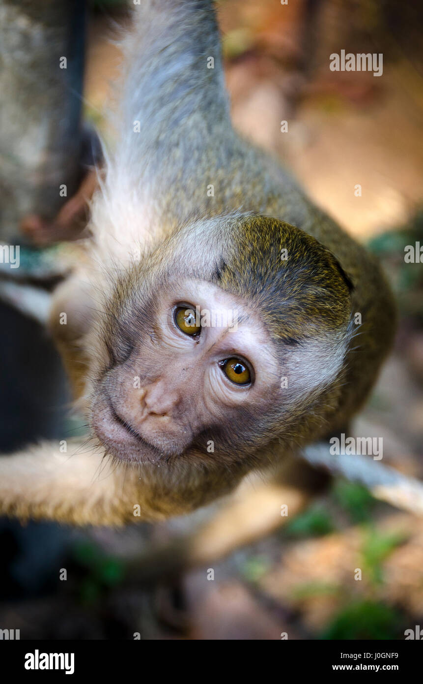 Monkey cambodia hi-res stock photography and images - Alamy