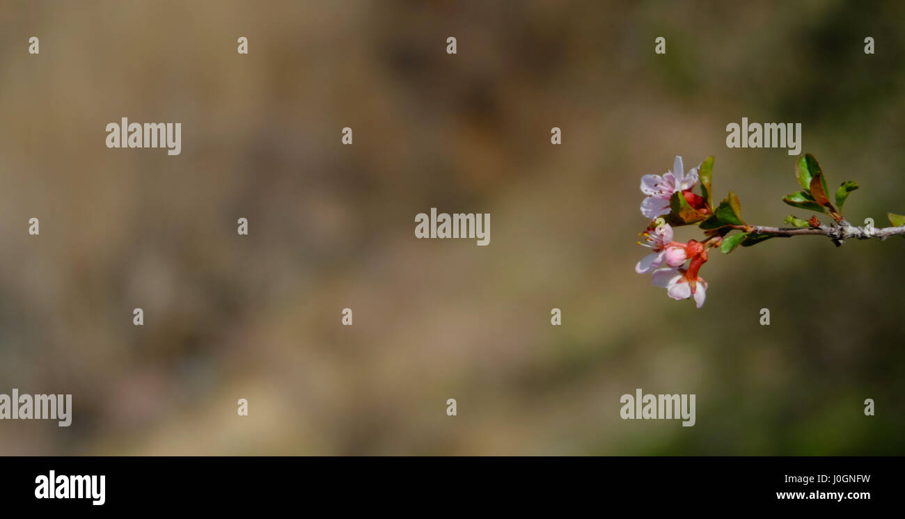 New life in Spring Stock Photo - Alamy
