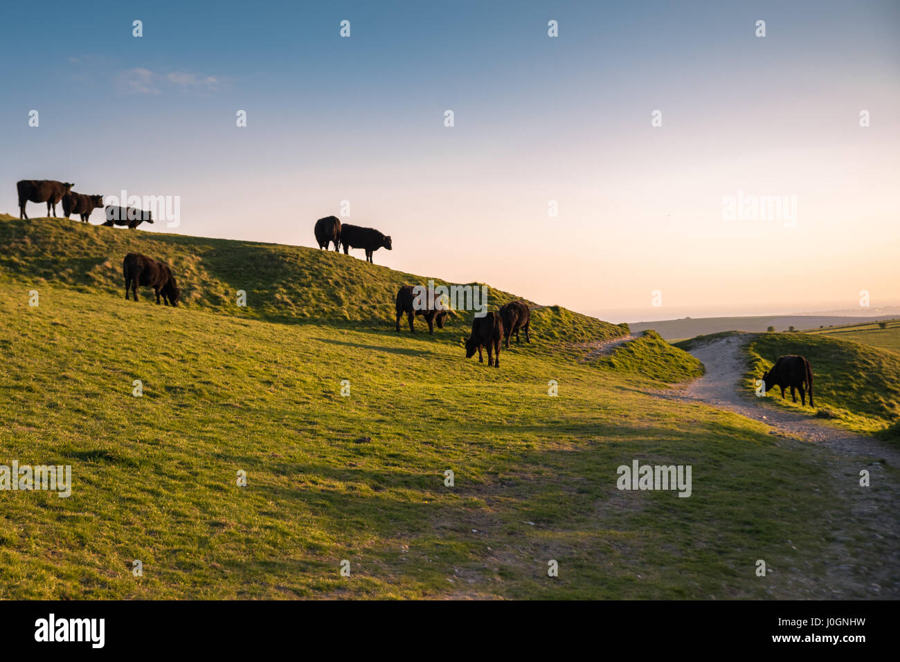 Hill country cattle ranch hi-res stock photography and images - Alamy