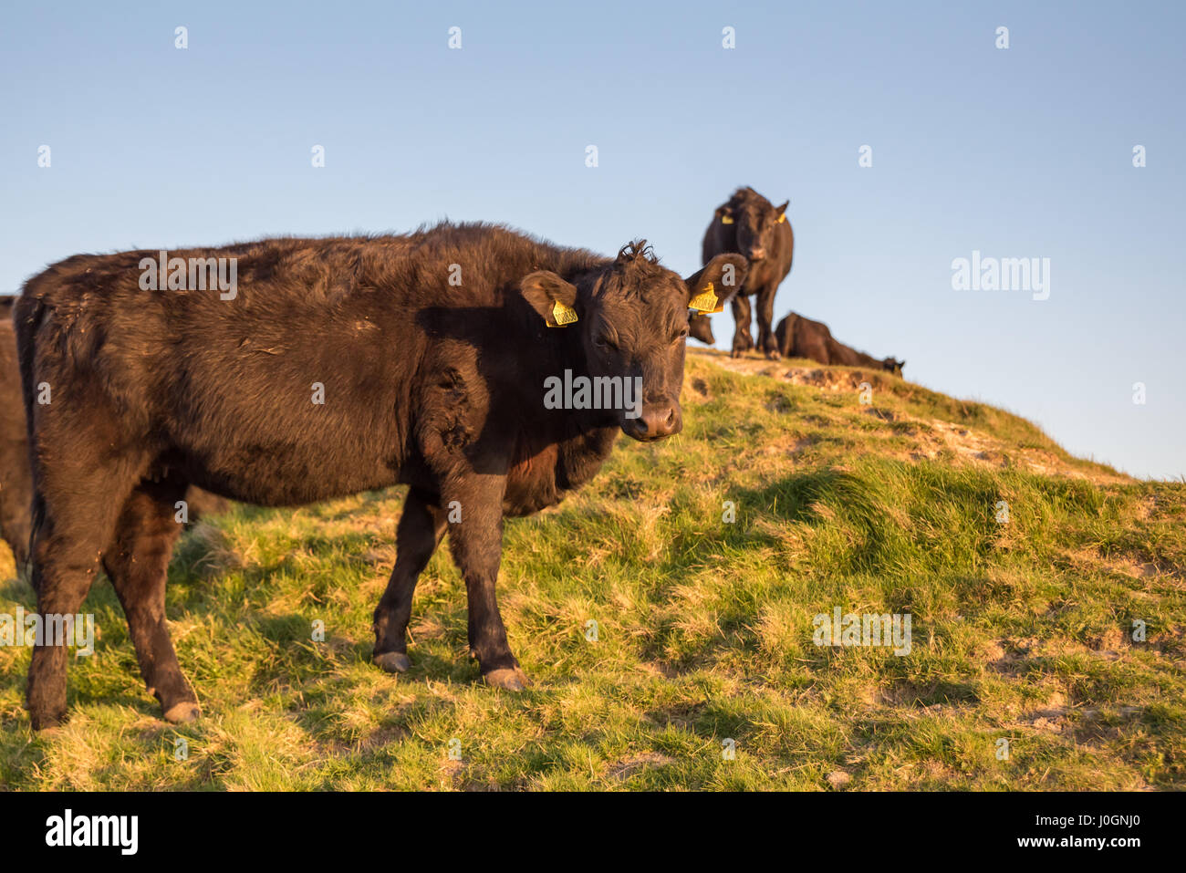 Cows on hill hi-res stock photography and images - Alamy