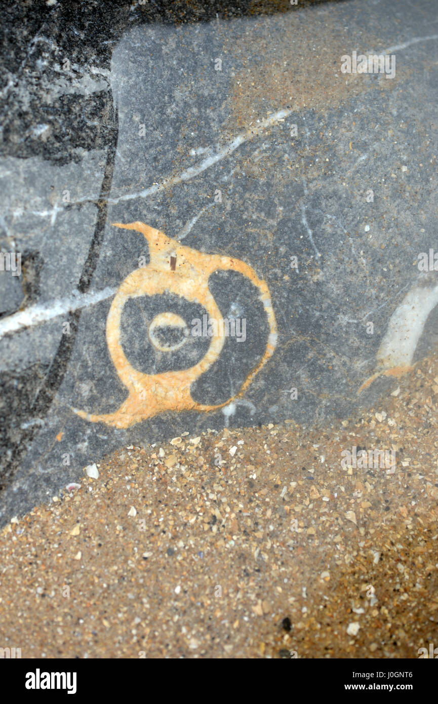 Fossil Bellerophon a type of Gastropod in limestone exposed at low tide ...