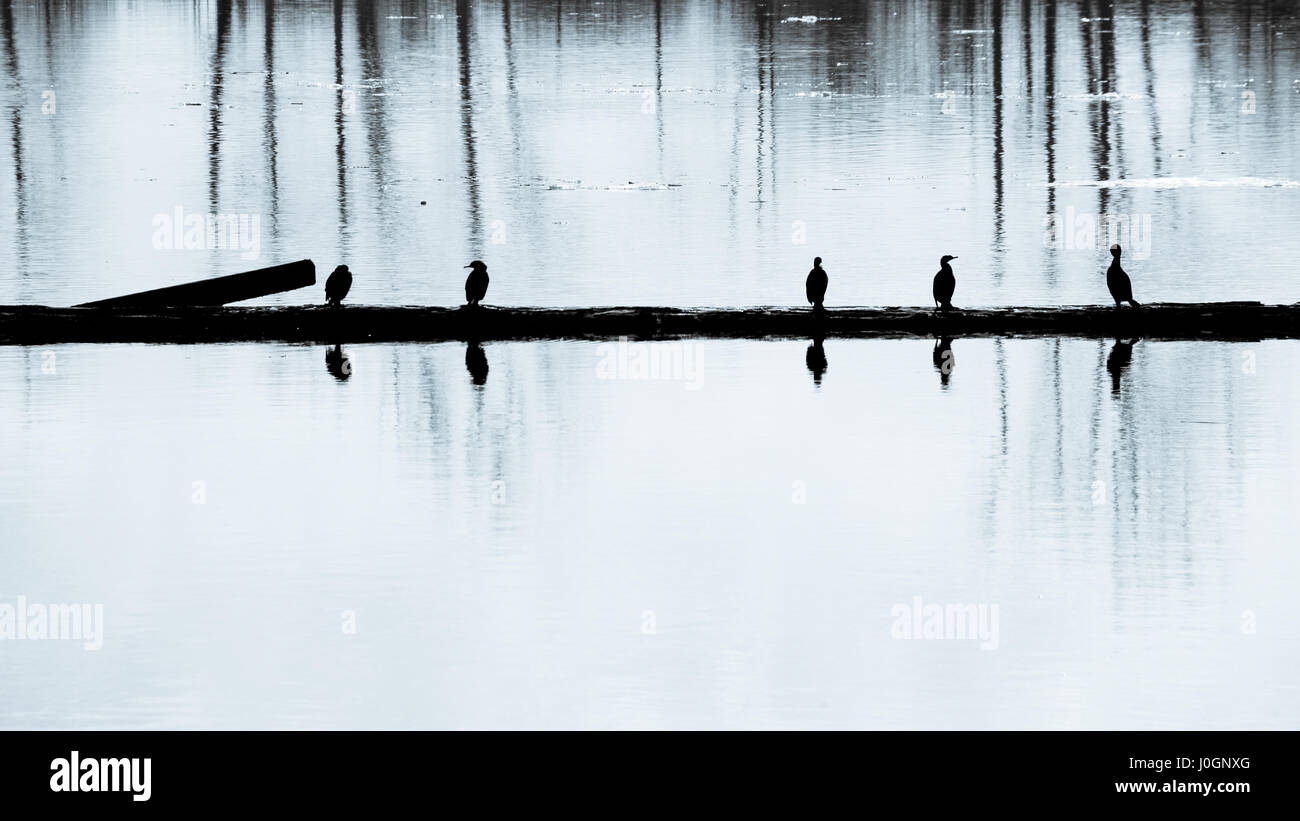 Five birds sitting on a log in icy waters with reflections of trees ...
