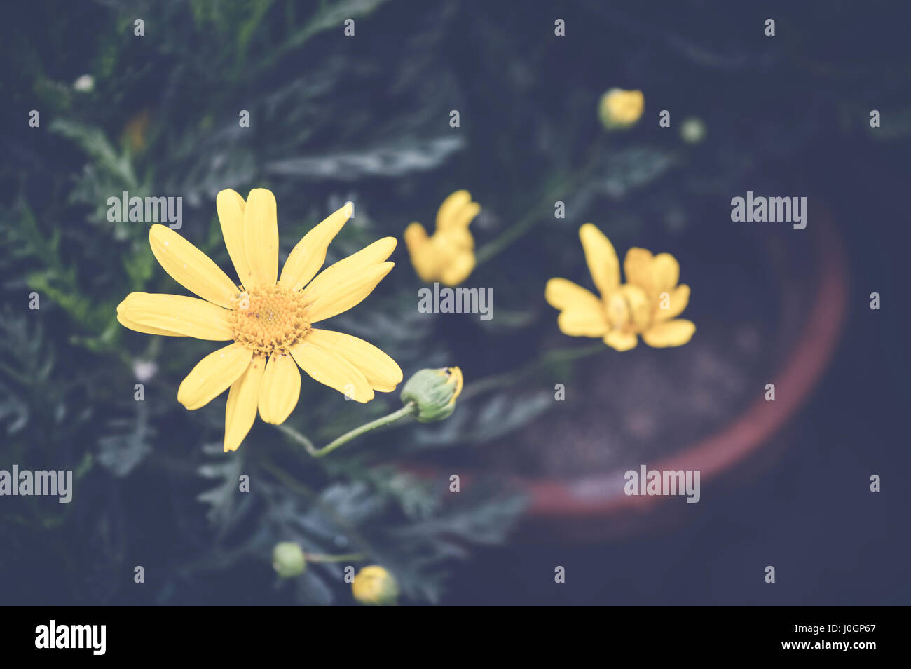 euryops pectinatus yellow flowers Stock Photo - Alamy