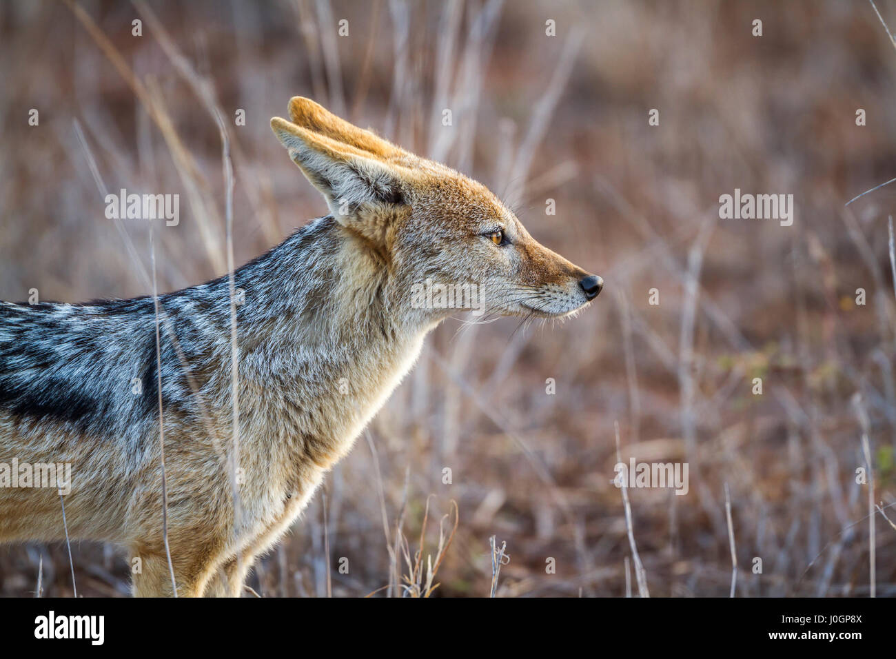 Black-backed jackal in Kruger national park, South Africa ; Specie ...