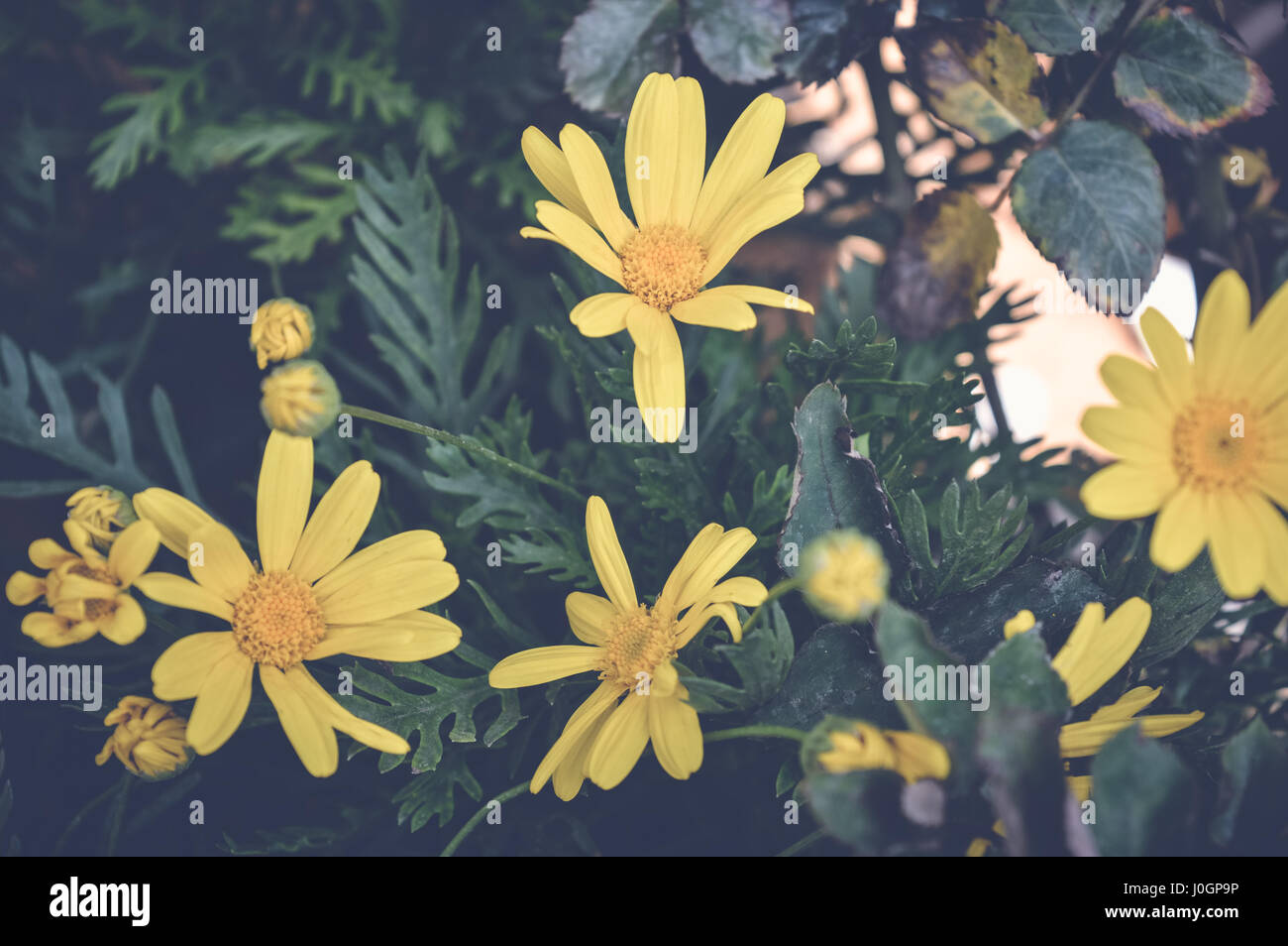 euryops pectinatus yellow flowers Stock Photo - Alamy