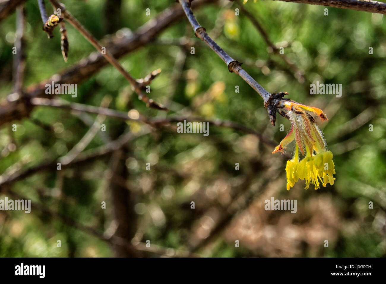 Three flowered maple hi-res stock photography and images - Alamy