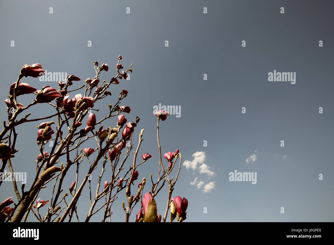 Magnolia jane tree hi-res stock photography and images - Alamy