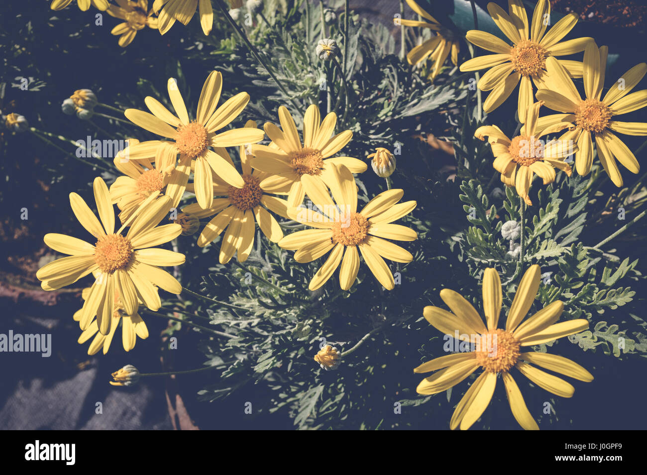 euryops pectinatus yellow flowers Stock Photo - Alamy
