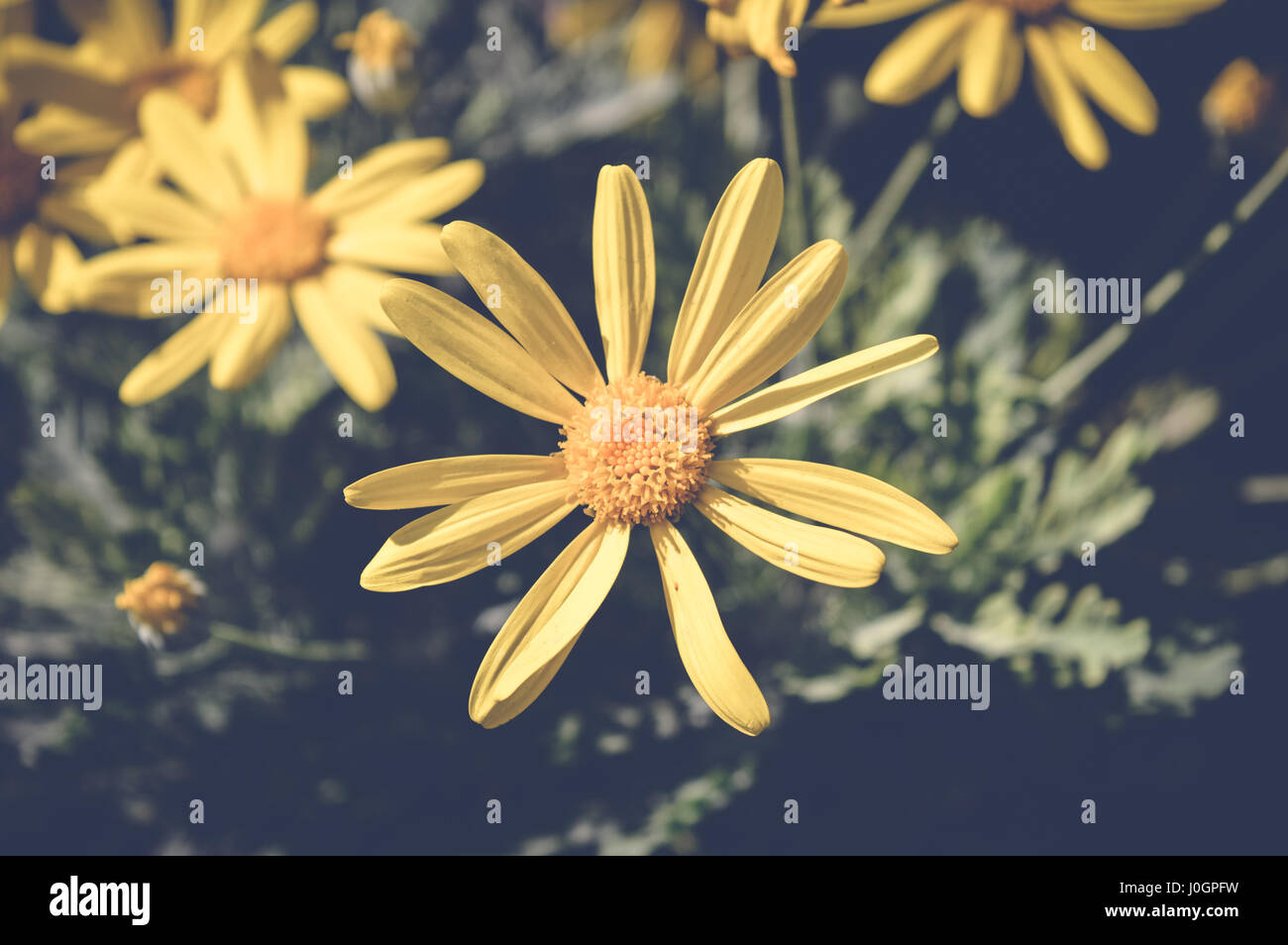 euryops pectinatus yellow flowers Stock Photo - Alamy