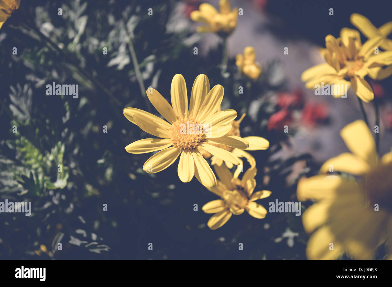 yellow euryops pectinatus flower, spring background Stock Photo - Alamy