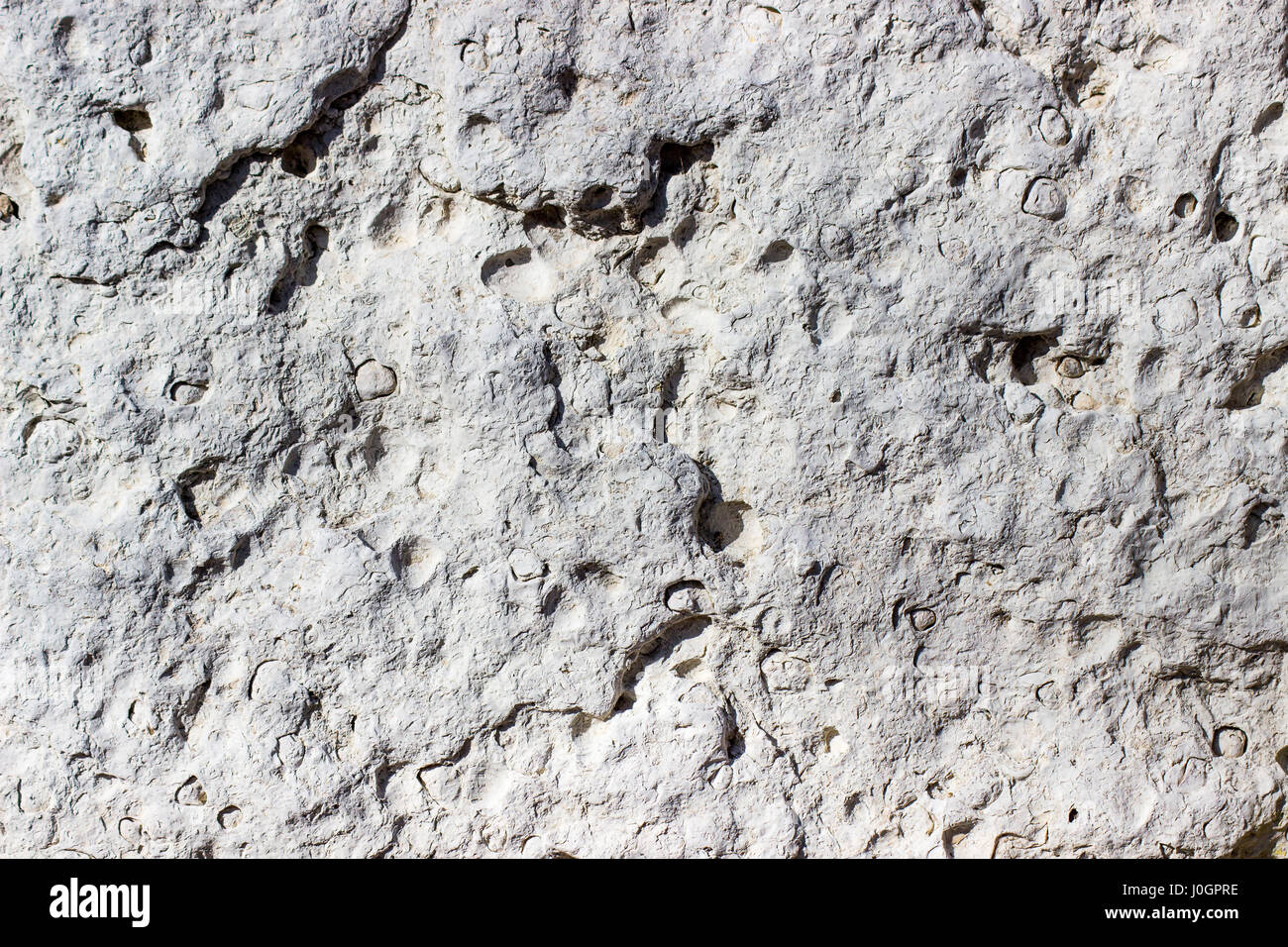 white wall with imprints of shells background Stock Photo - Alamy