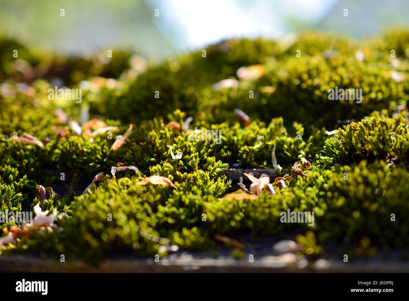 Illuminated moss hi-res stock photography and images - Alamy