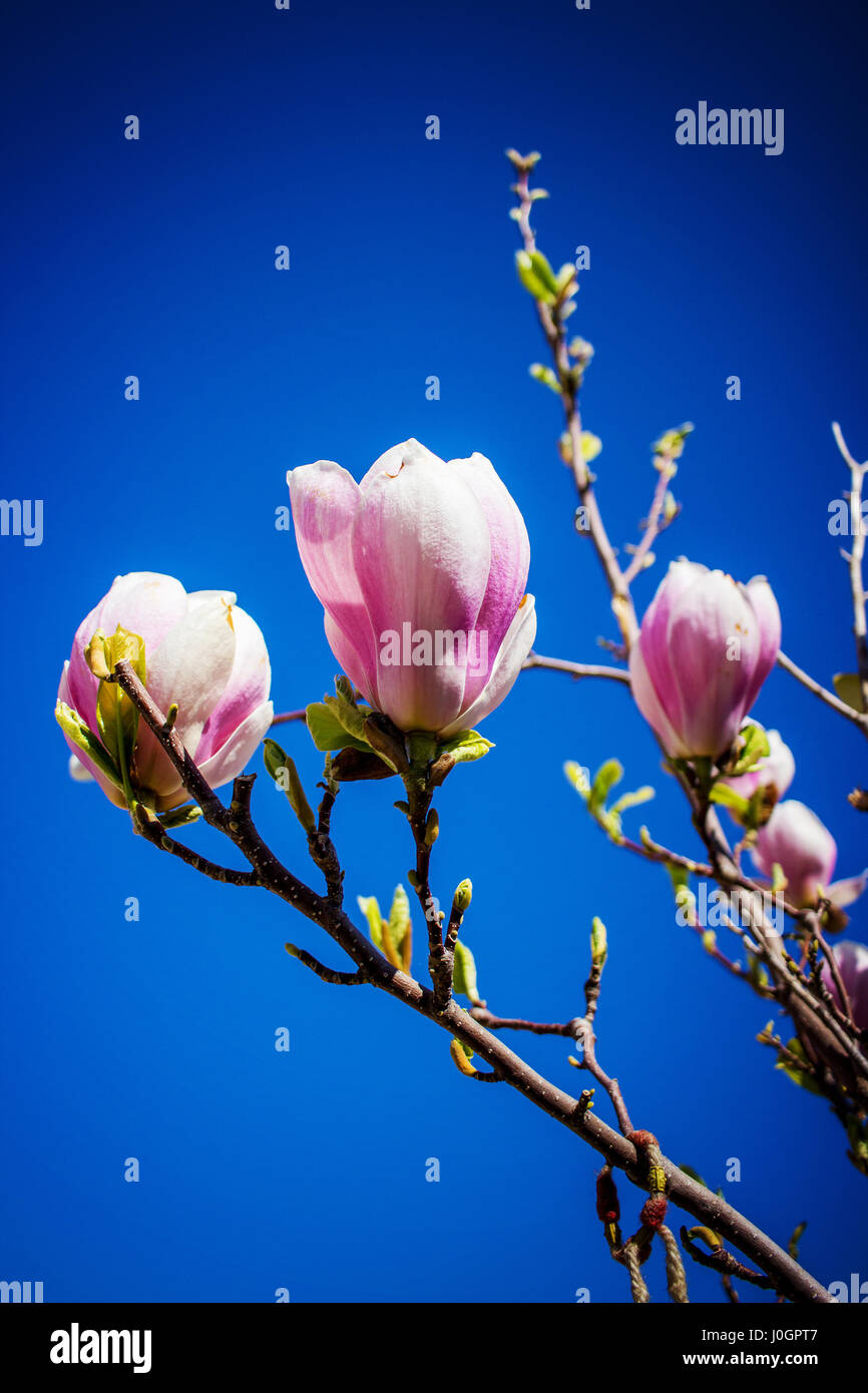 Spring flower single magnolia against the blue sky Stock Photo - Alamy