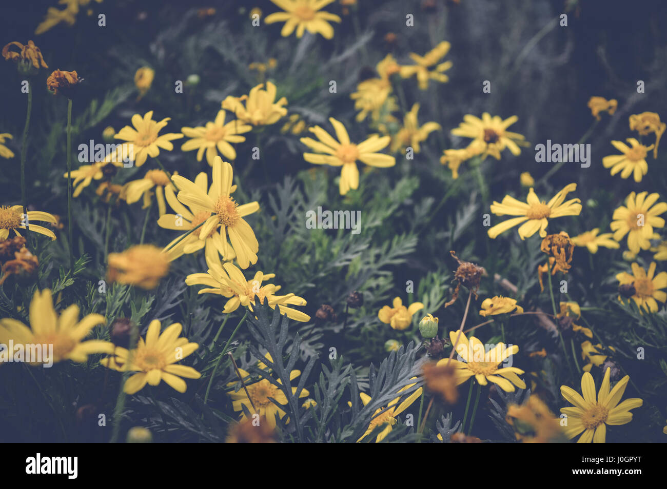 euryops pectinatus yellow flowers Stock Photo - Alamy