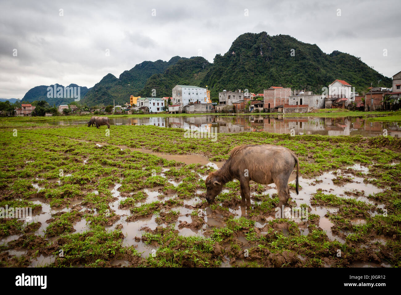 Phong Nha, Vietnam - march 8 2017: countryside, rural areas, buffalo ...