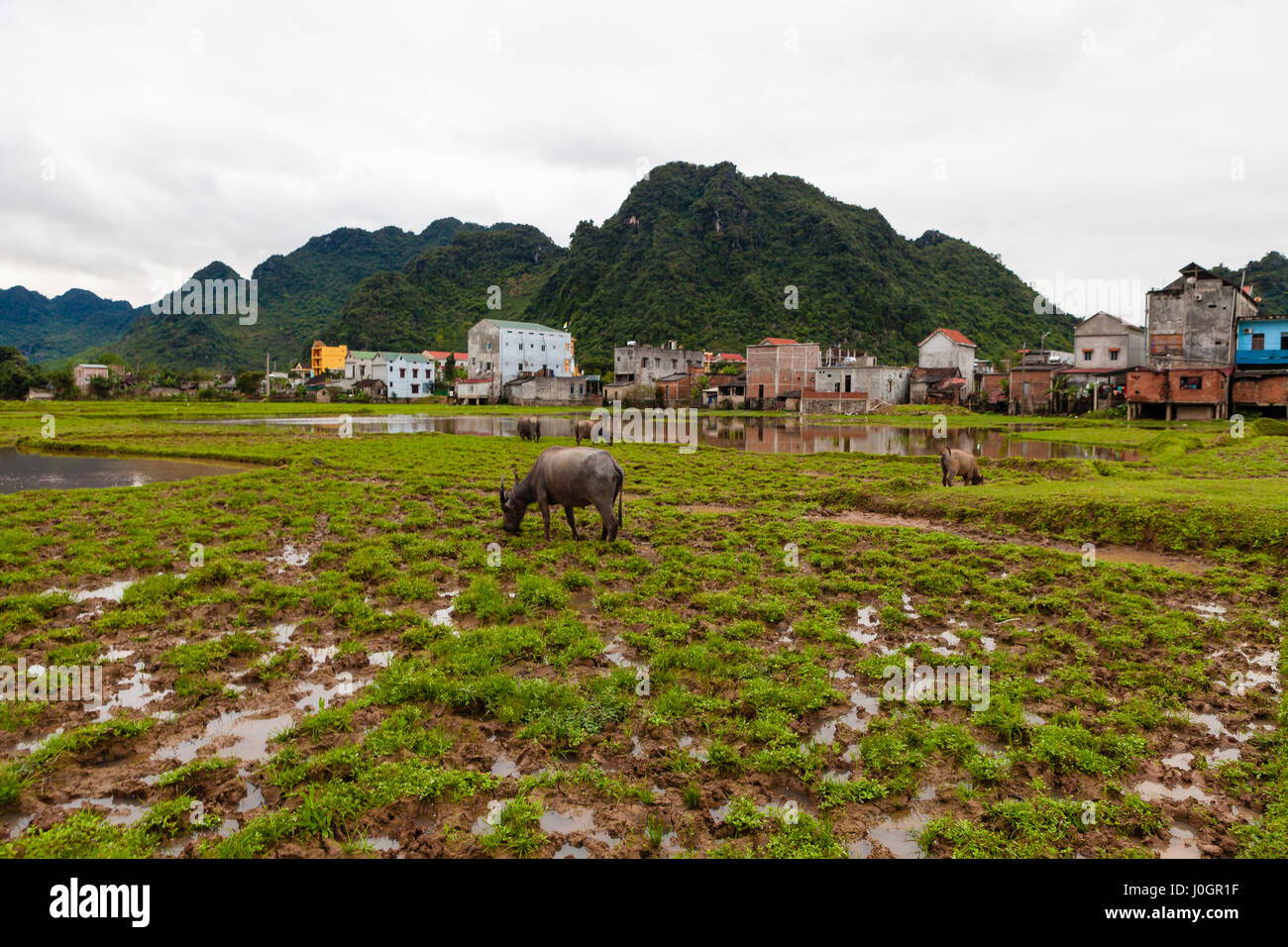 Phong Nha, Vietnam - march 8 2017: countryside, rural areas, buffalo ...
