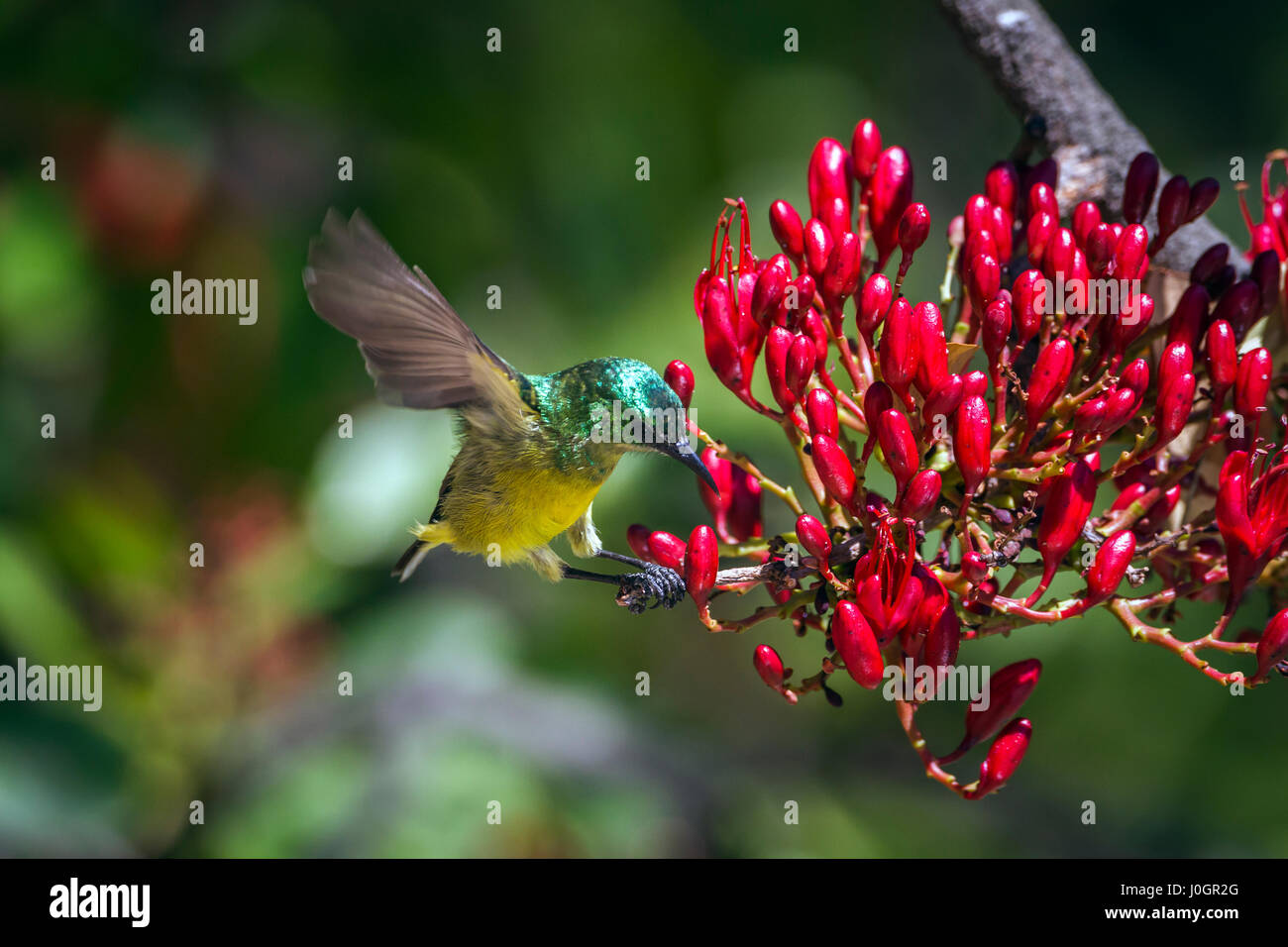 Nectariniidae flying hi-res stock photography and images - Alamy