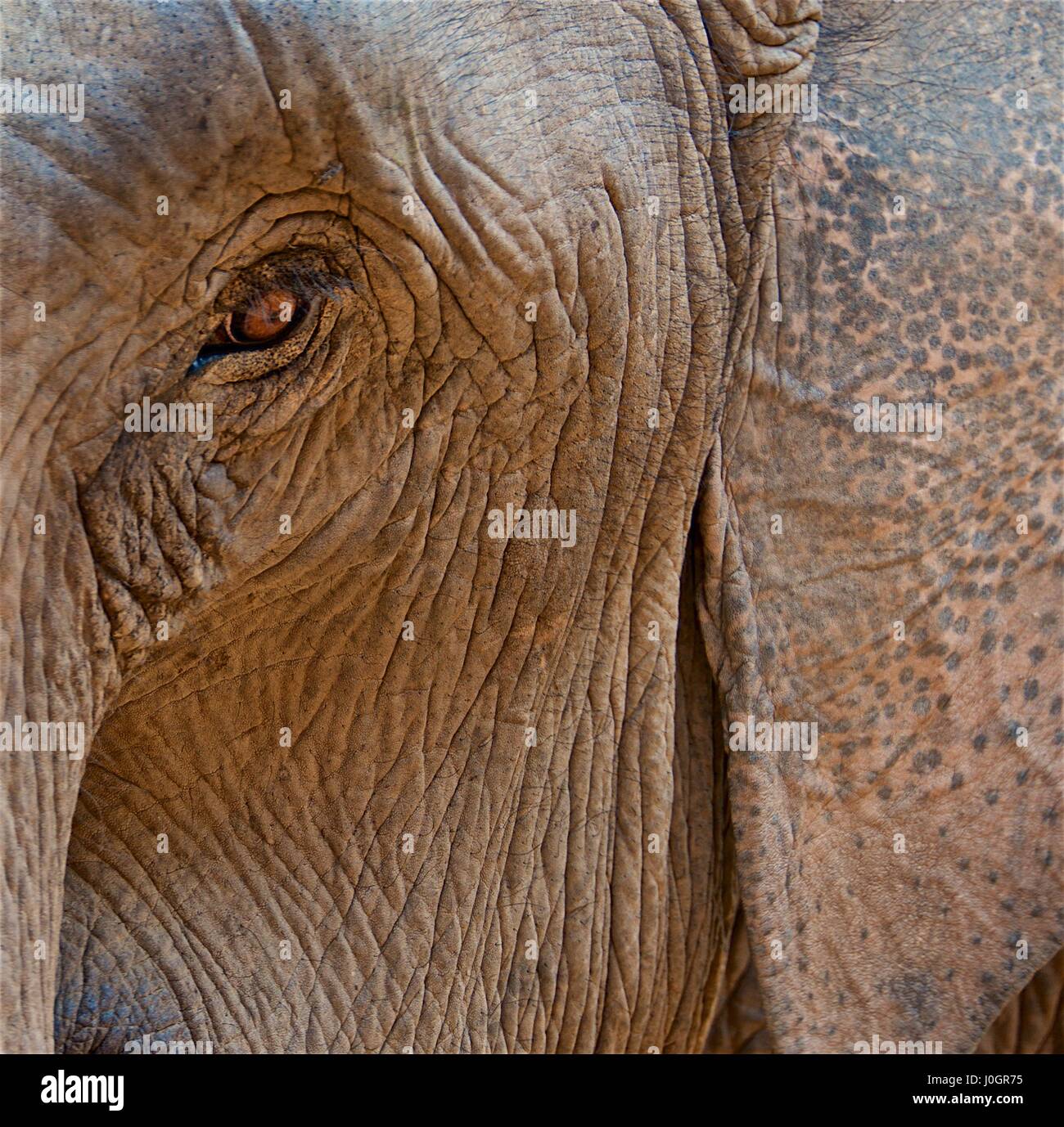 Elephant face with eye surrounded by wrinkles Stock Photo - Alamy