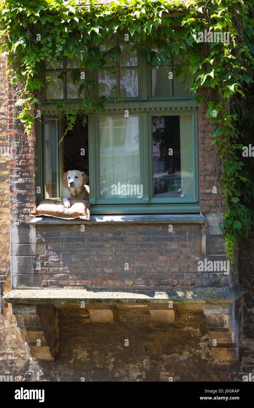 Labrador dog relaxing and watching from canalside window in Bruges ...