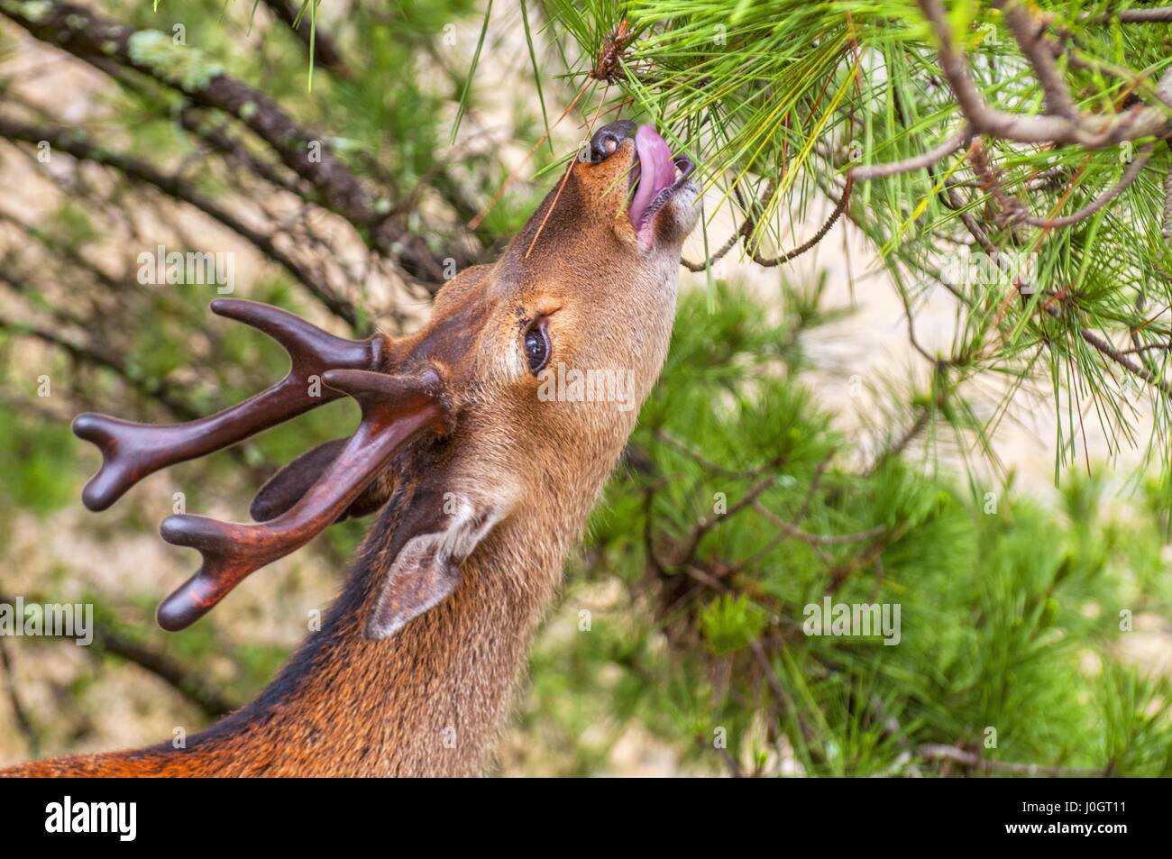 Saint sika (shika) deer in the park at Miyajima island near Hiroshima ...