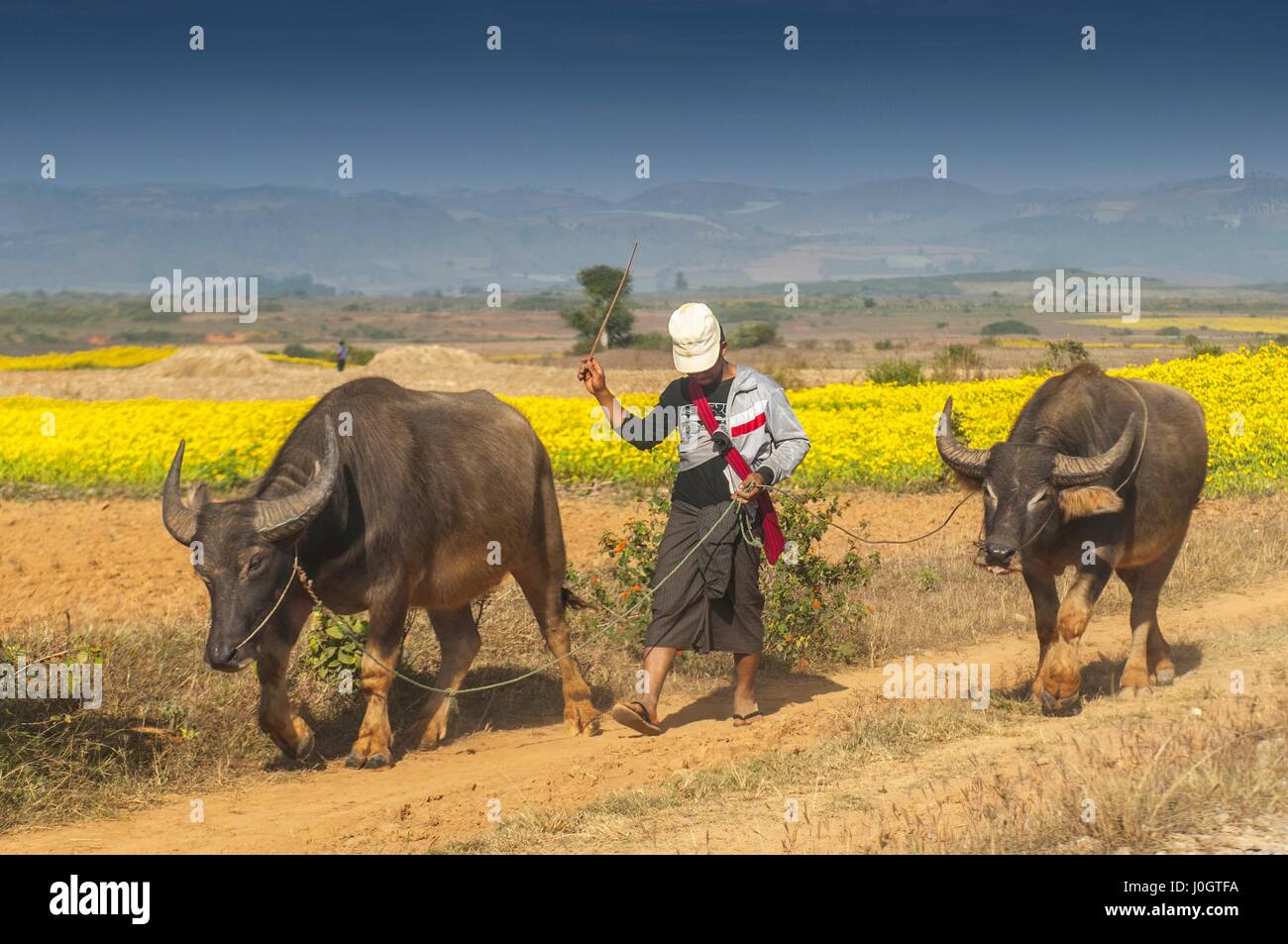 Farmer with water buffalo in the Shan State of Myanmar, Burma Stock ...