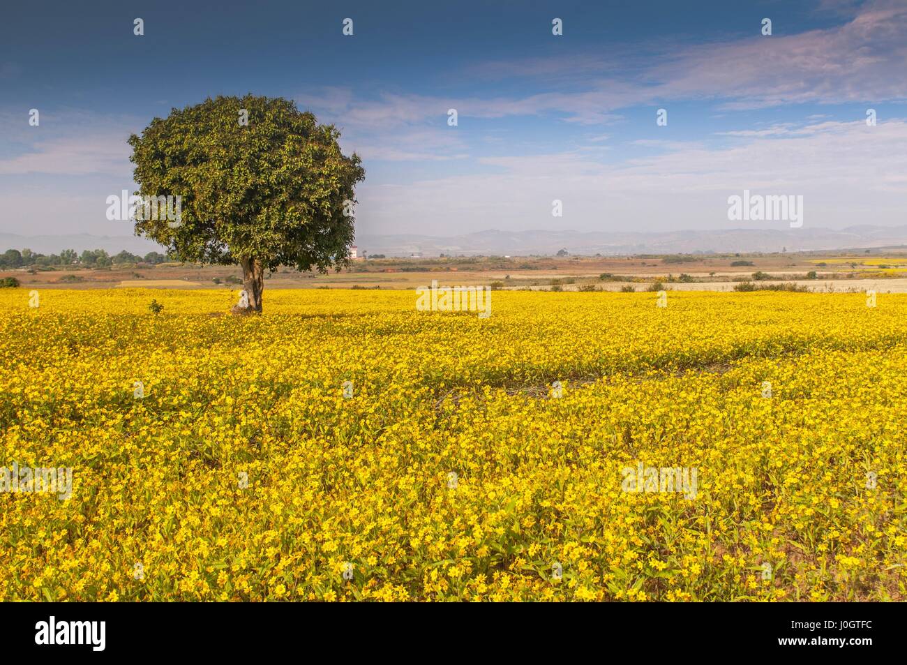 Yellow sesame flower fields and tree near Inle Lake in Myanmar Stock ...