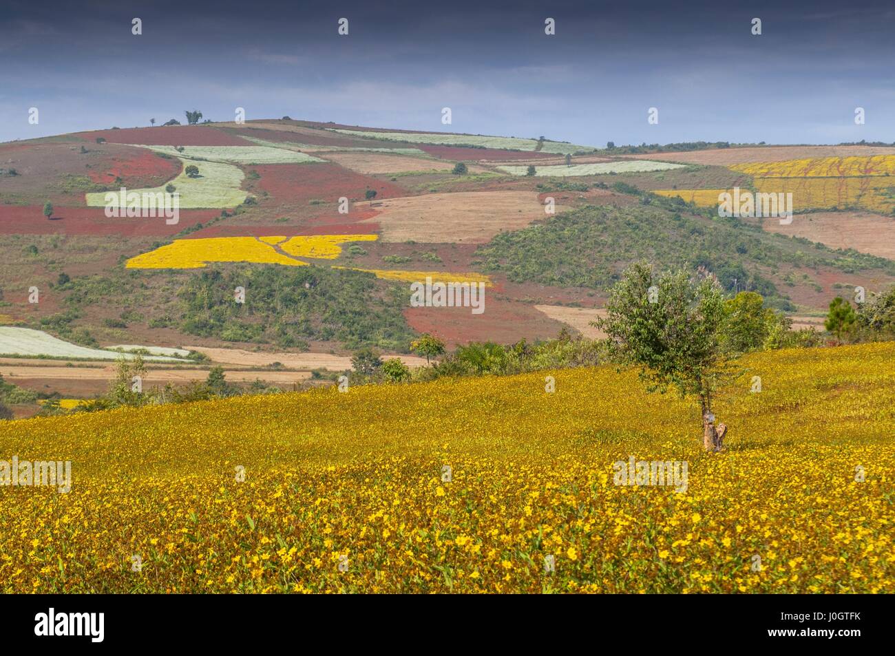 Beautiful landscape of fields in the Shan State of Burma Stock Photo ...