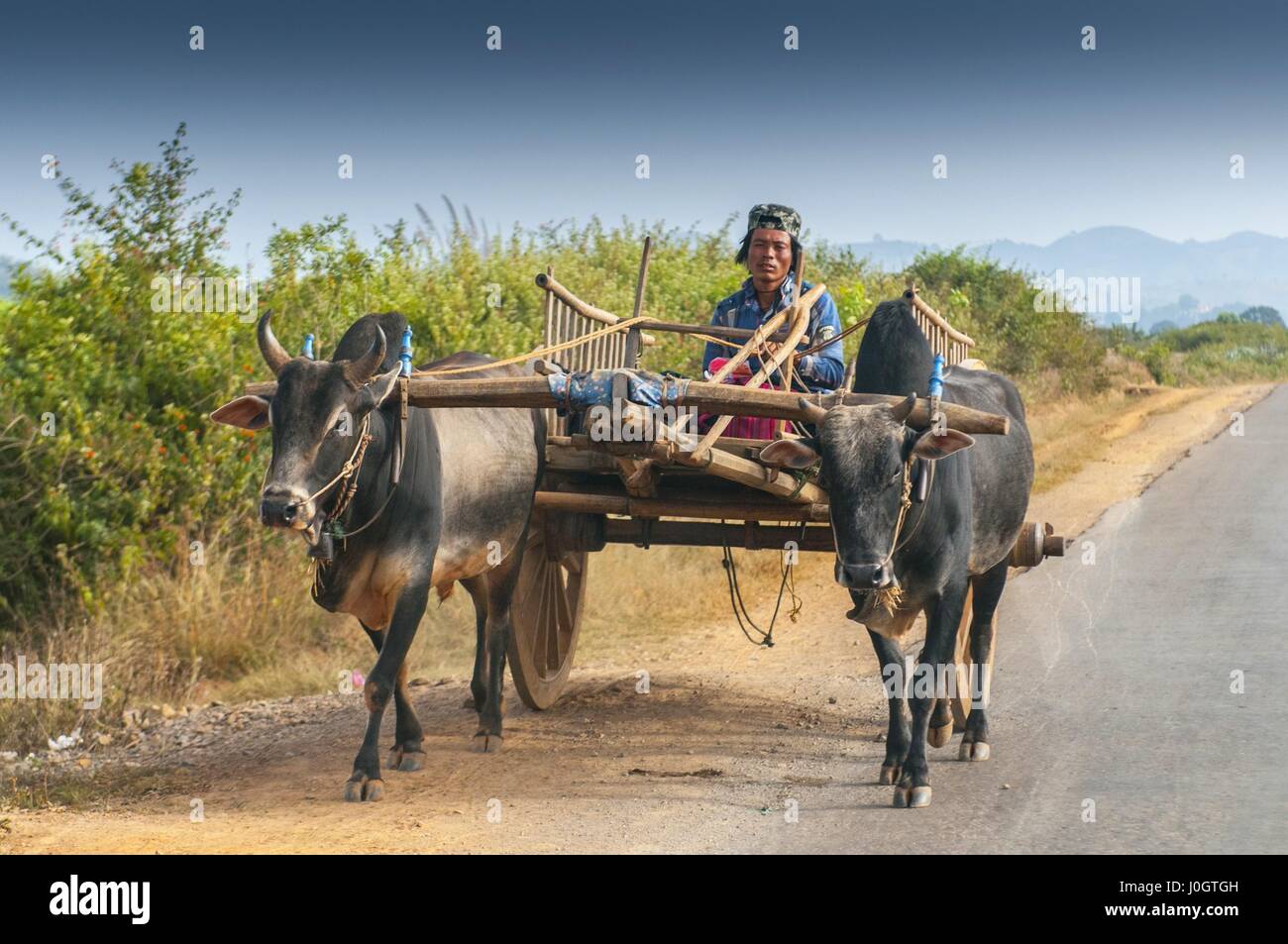 Buffalo pulling cart hi-res stock photography and images - Alamy