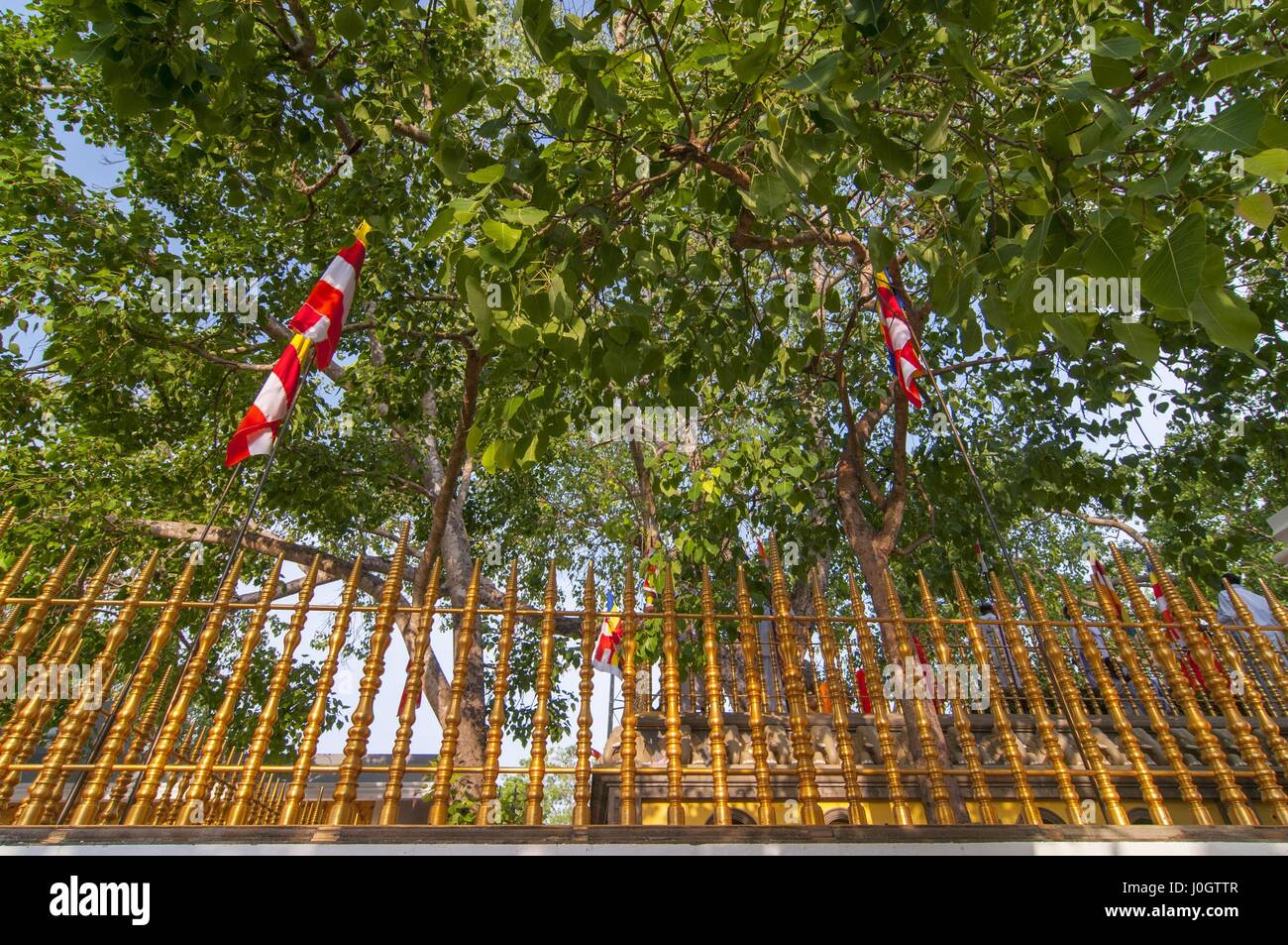 The sacred bo tree at anuradhapura hi-res stock photography and images ...