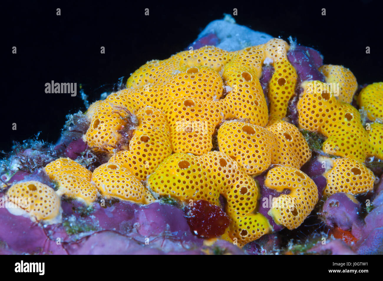 Didemnum hi-res stock photography and images - Alamy