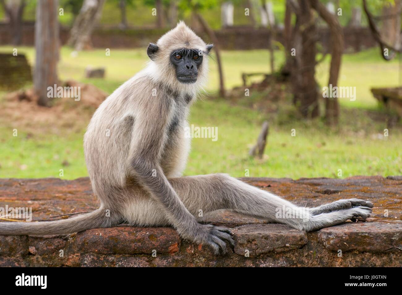 Hanuman langurs and city hi-res stock photography and images - Alamy