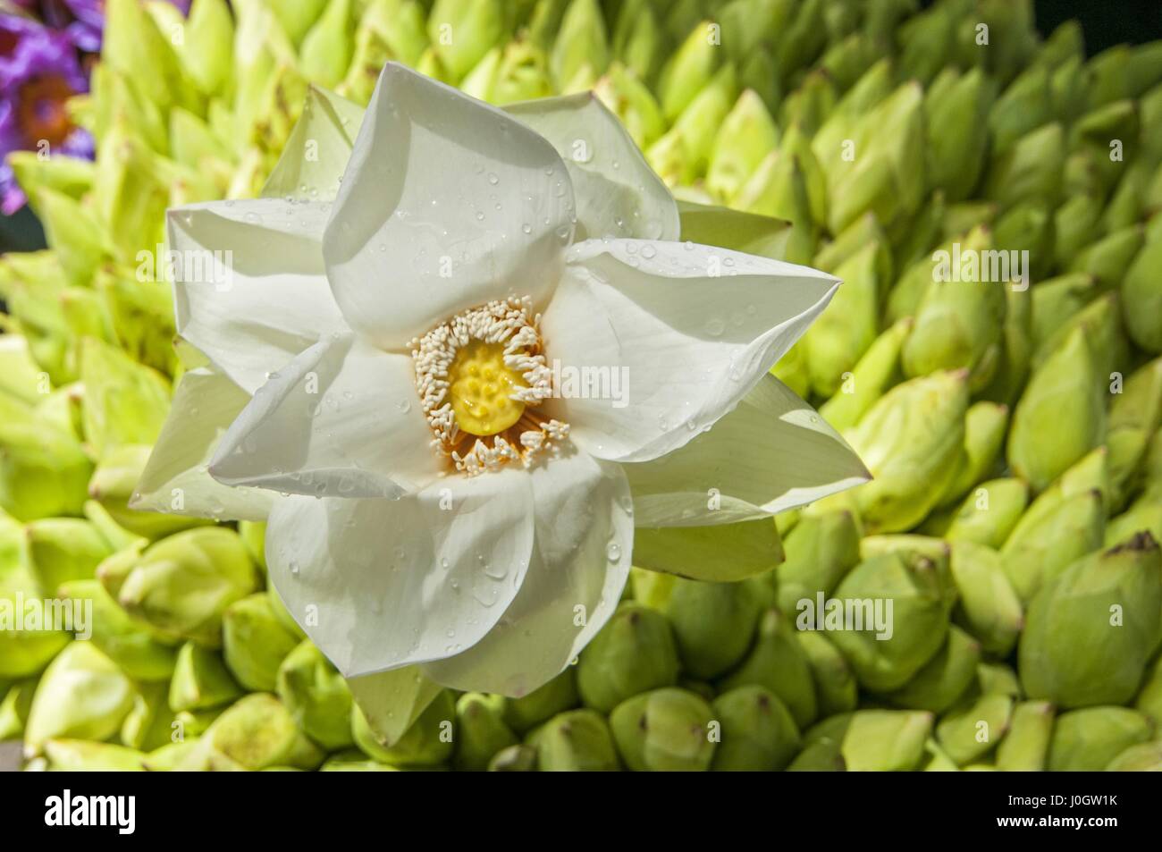 Flowers sold to be used as offerings in front of the Temple of the ...