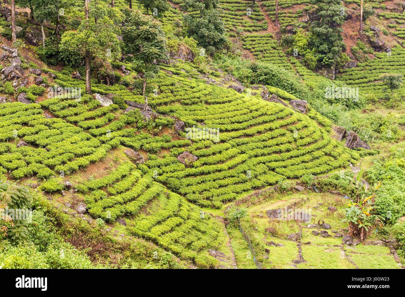 Beautiful landscape with tea plantation in Sri Lanka Stock Photo - Alamy