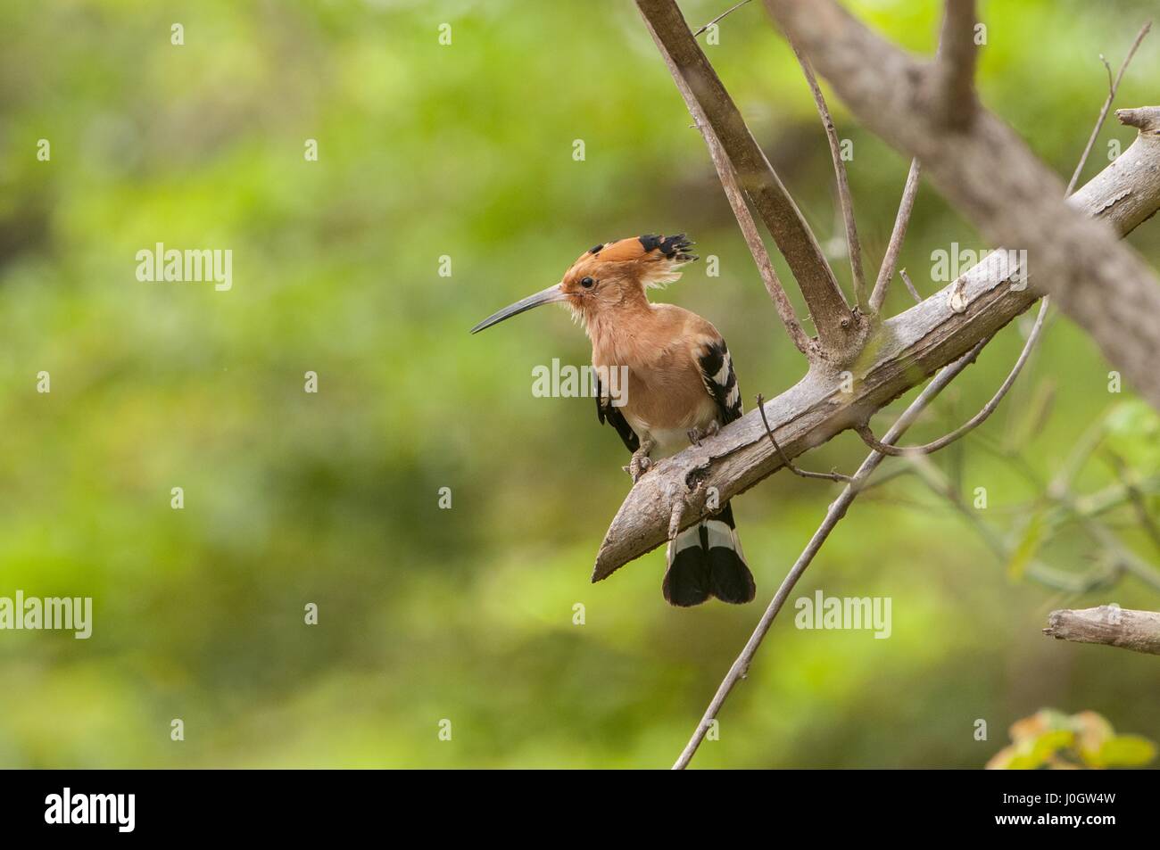 Hoopoe (Upupa epops) a colourful bird perched on dead branch, Yala ...