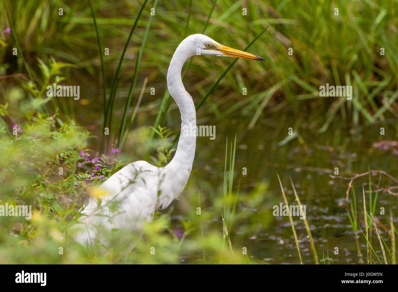The great egret (Ardea alba), also known as the common egret, large ...